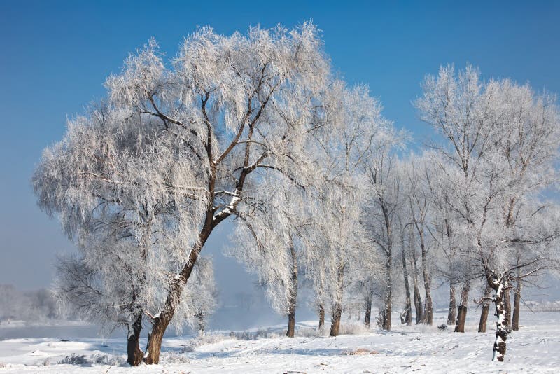 Escarcha imagen de archivo. Imagen de ambiente, hierba - 16220955