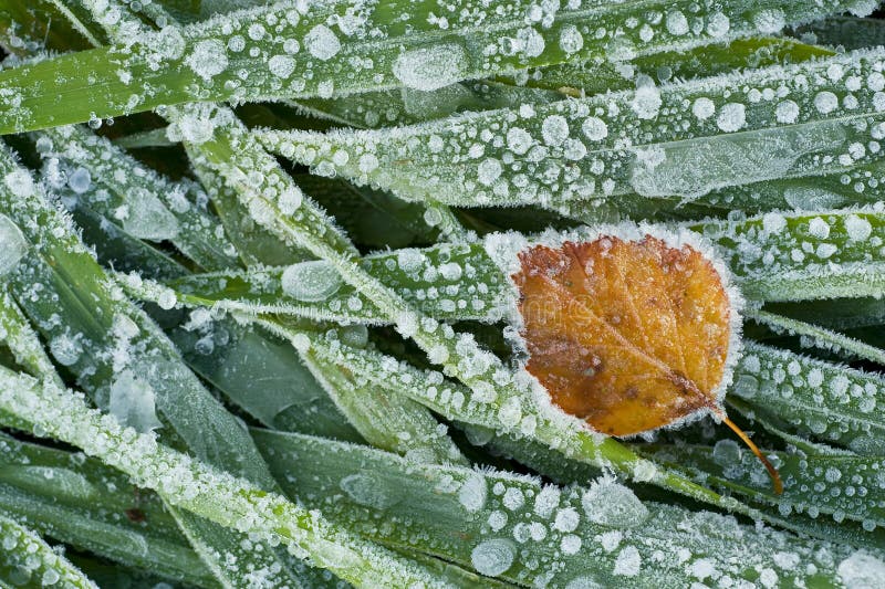 Escarcha foto de archivo. Imagen de enredar, crezca, florido - 21910836