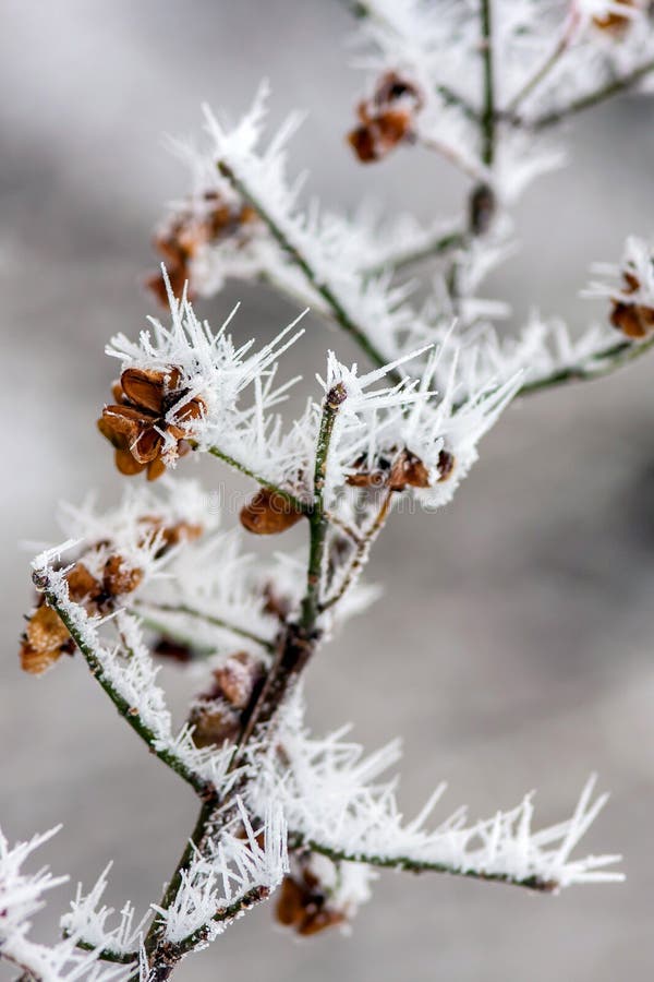 Escarcha. imagen de archivo. Imagen de exterior, snowflake - 35547645