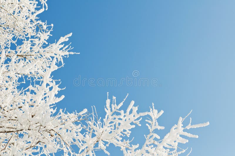 Escarcha foto de archivo. Imagen de hermoso, helada, hielo - 44632472