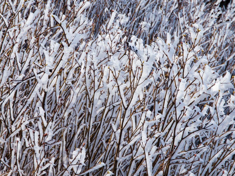 Hielo De La Escarcha De La Escarcha En Las Ramitas De La Hierba a Lo ...