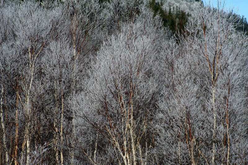 Escarcha en árboles foto de archivo. Imagen de terranova - 13230488