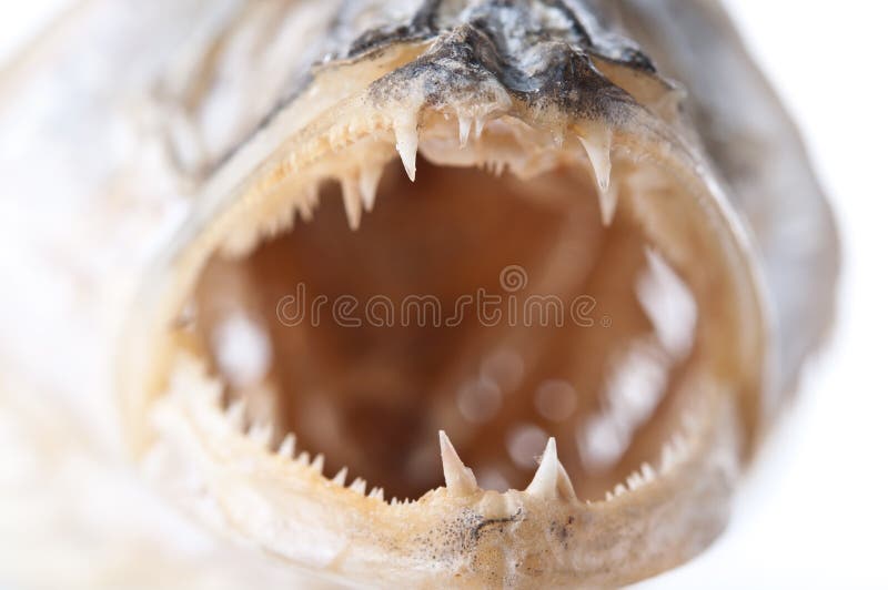 Escarcho del mar foto de archivo. Imagen de seco, pesca - 23440816