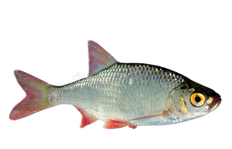 Escarcho En El Fondo Blanco Foto de archivo - Imagen de animal, plata ...