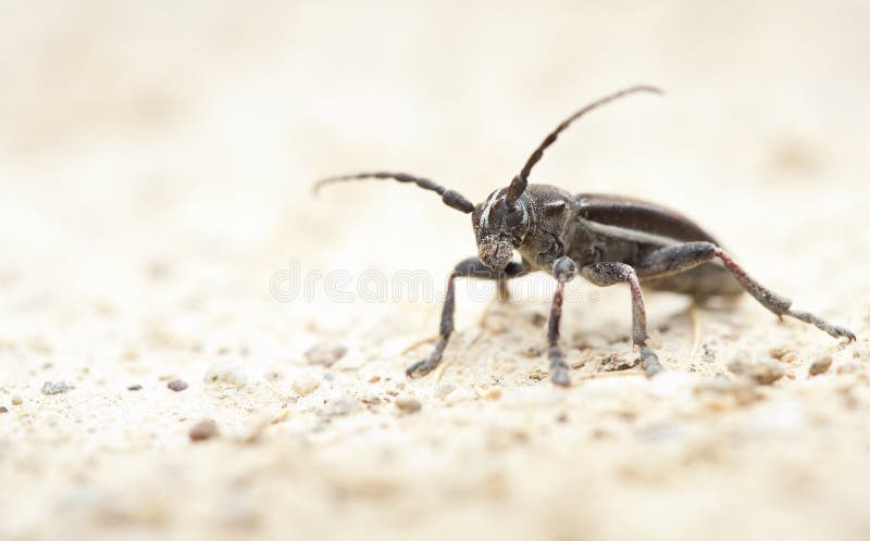 Escarcho negro foto de archivo. Imagen de antena, fondo - 15158116