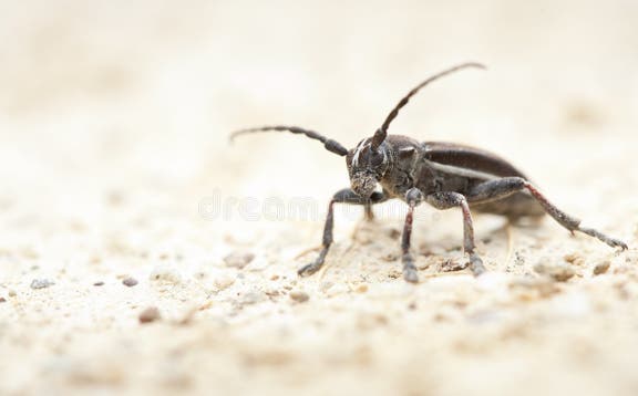 Escarcho negro foto de archivo. Imagen de antena, fondo - 15158116