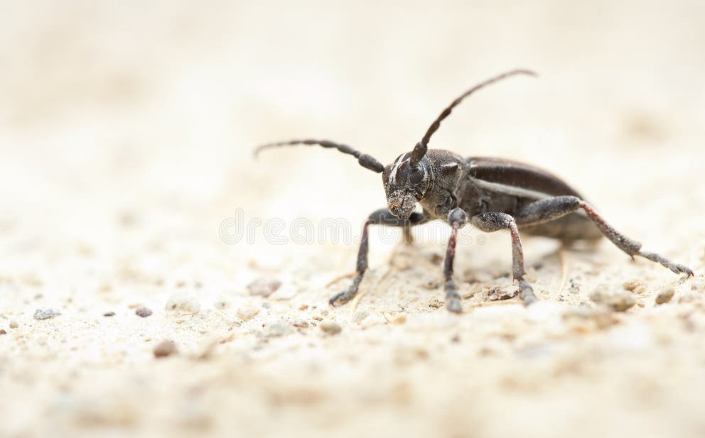 Escarcho negro foto de archivo. Imagen de antena, fondo - 15158116