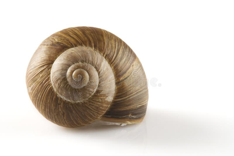 Escargot De Jardin D'isolement Au-dessus Du Fond Blanc Image stock ...