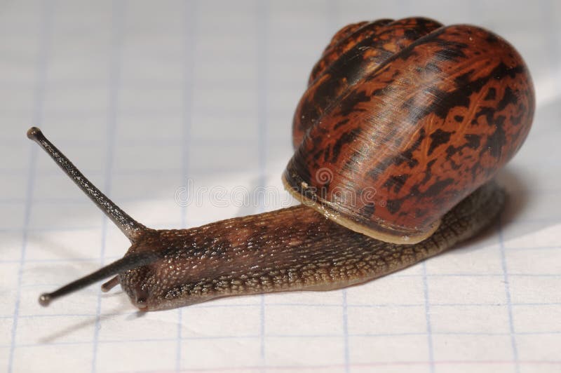 Escargot photo stock. Image du lent, rampement, ornemental - 11660386
