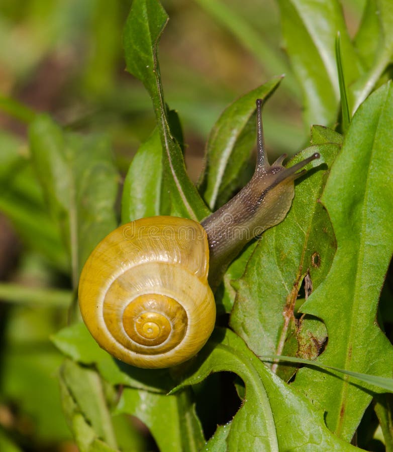 Escargot photo stock. Image of herbe, lent, sensible - 34970792