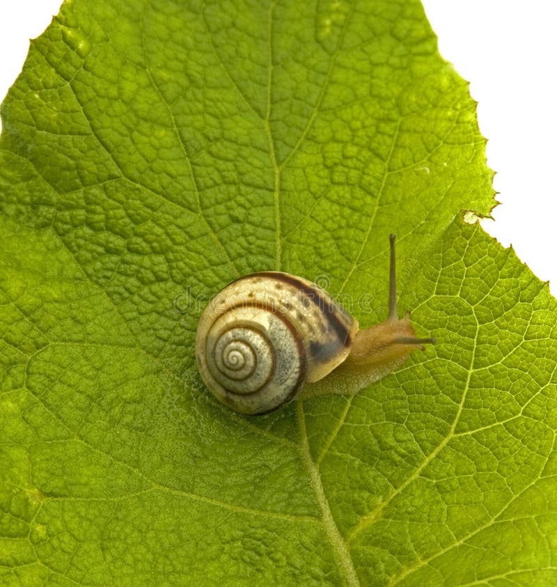 Escargot image stock. Image du verdure, vert, nature, été - 5633003
