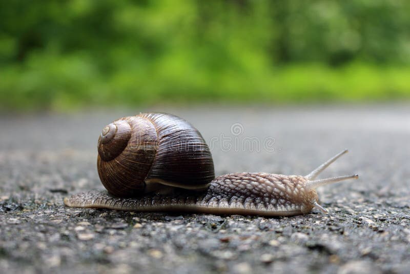 Escargot image stock. Image du vert, route, brun, escargot - 73205173
