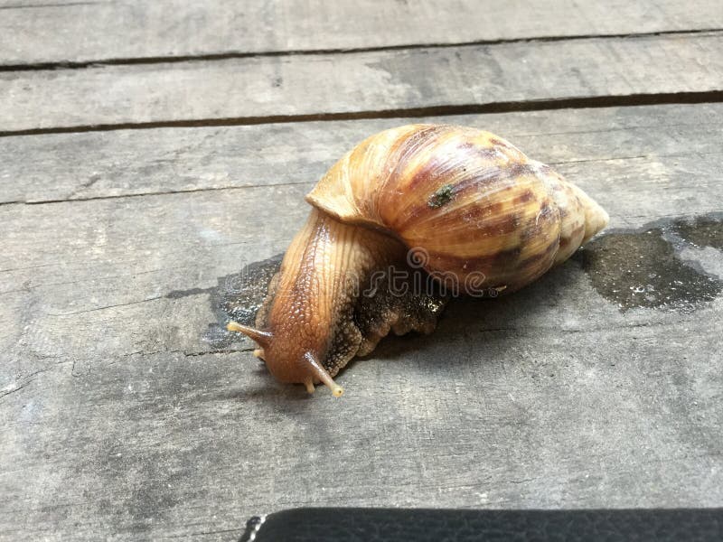 34,842 Photos de Escargot Lent - Photos de stock gratuites et libres de ...