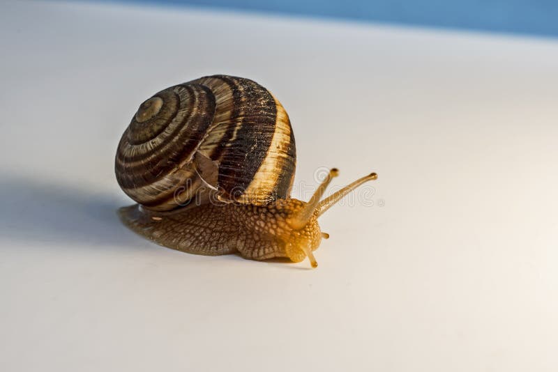 Escargot avec le mollusque photo stock. Image of gastéropode - 81347650