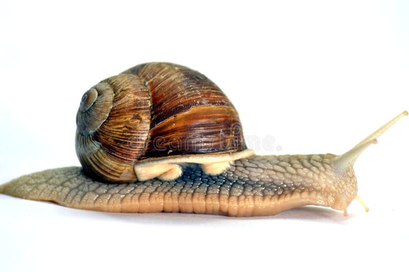 Escargot De La Course Des Grands Gris Photo stock - Image du escargots ...