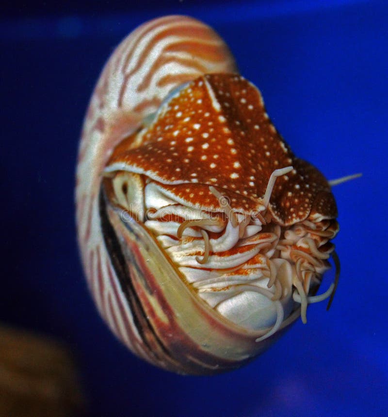 Escargot de mer photo stock. Image du océan, nautilus - 10942076