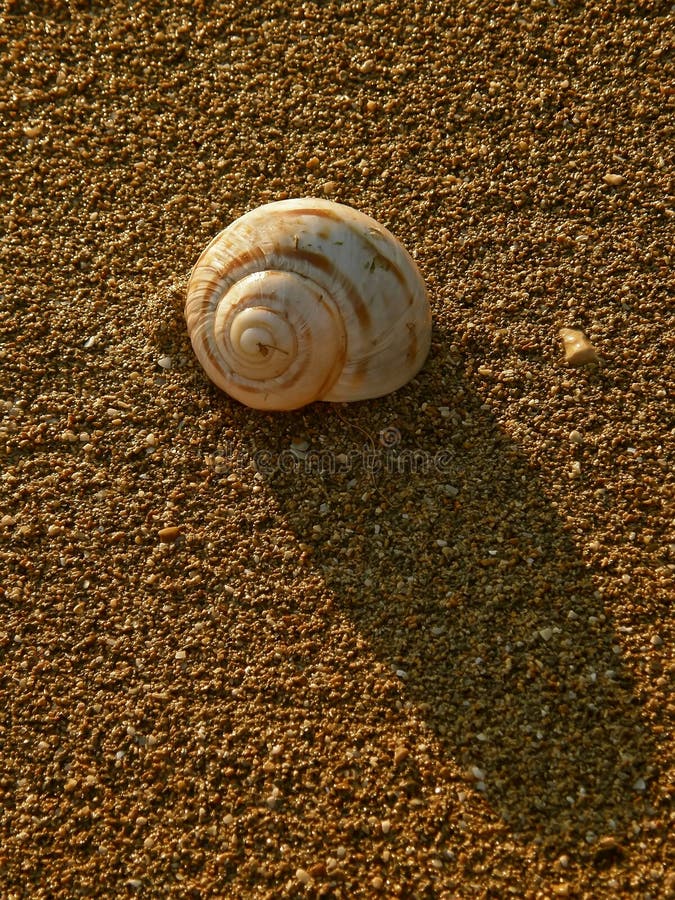 Escargot De Mer Sur La Plage 3 Image stock - Image du gouttelettes ...