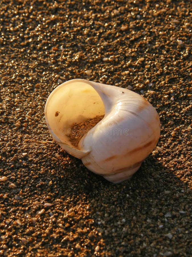 Escargot De Mer Sur La Plage 3 Image stock - Image du gouttelettes ...