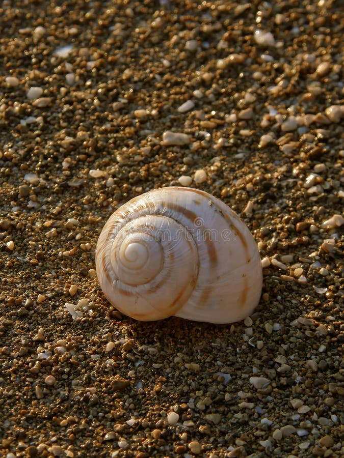 Escargot De Mer Sur La Plage 3 Image stock - Image du gouttelettes ...