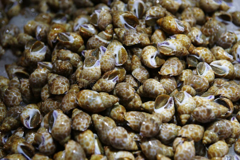 Conque Vivante D'escargot De Mer Photo stock - Image du chinois ...