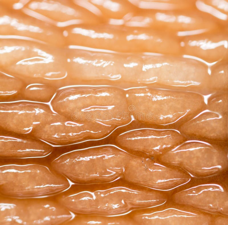 Instruction-macro Superbe De Texture De Peau Photo stock - Image du ...