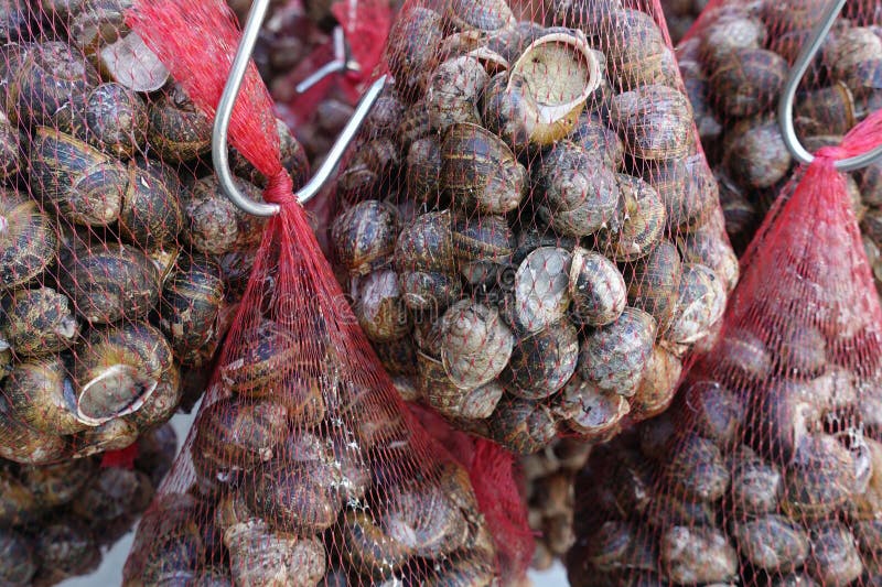 Escargot Edible Land Snails Packed in Netting Bags Stock Image - Image ...