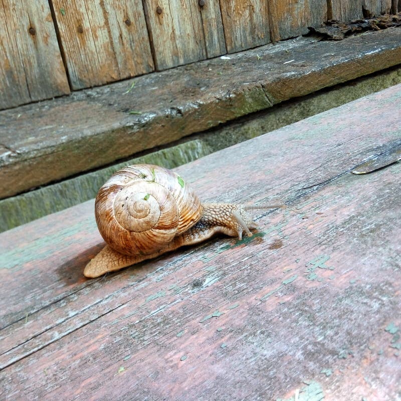 Escargot Lent Photos Stock - Téléchargez 18,325 Photos libres de droits