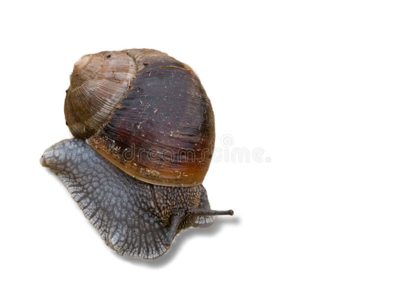 Escargot, mouvement lent image stock. Image du animal - 42175029