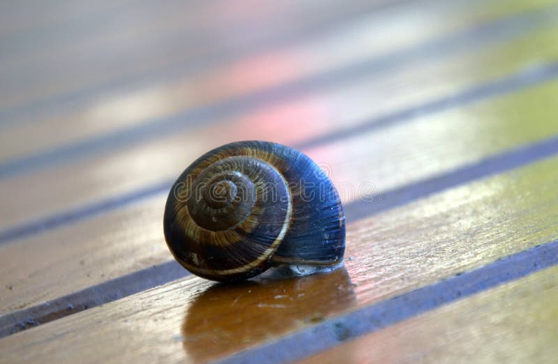 Course d'escargot image stock. Image du lent, action - 42956993