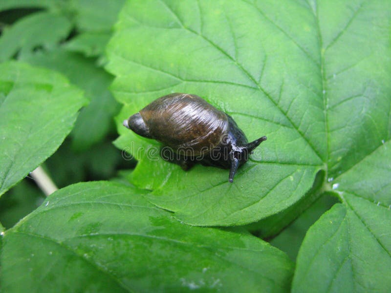 Escargot image stock. Image du centrale, insecte, mouche - 257488073