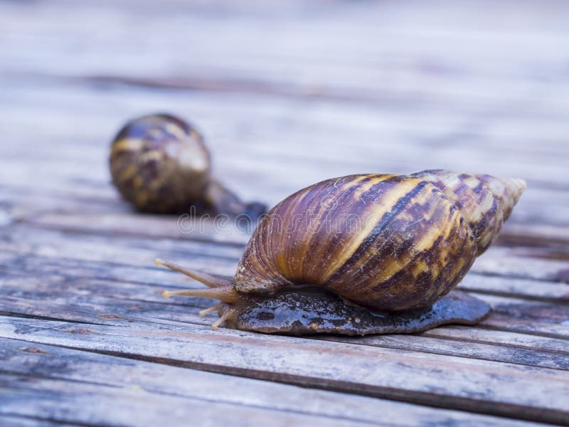 Escargot, mouvement lent image stock. Image du lent, rampement - 42175029