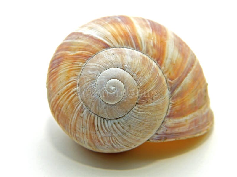 Escargot stock photo. Image of gastropod, snail, escargot - 39723788
