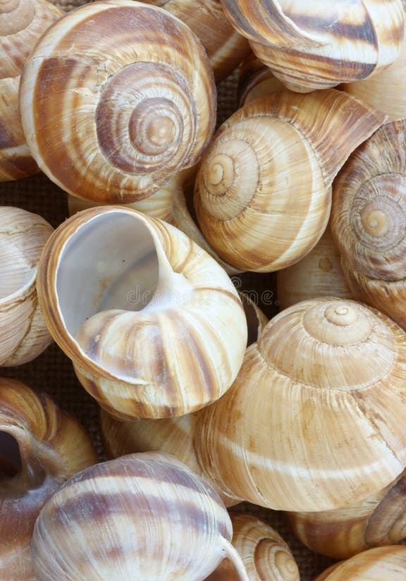 Escargot shells stock photo. Image of smooth, surface - 11178048