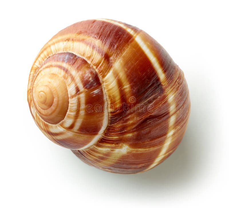 Escargot Snail on White Background Stock Photo - Image of mussels ...