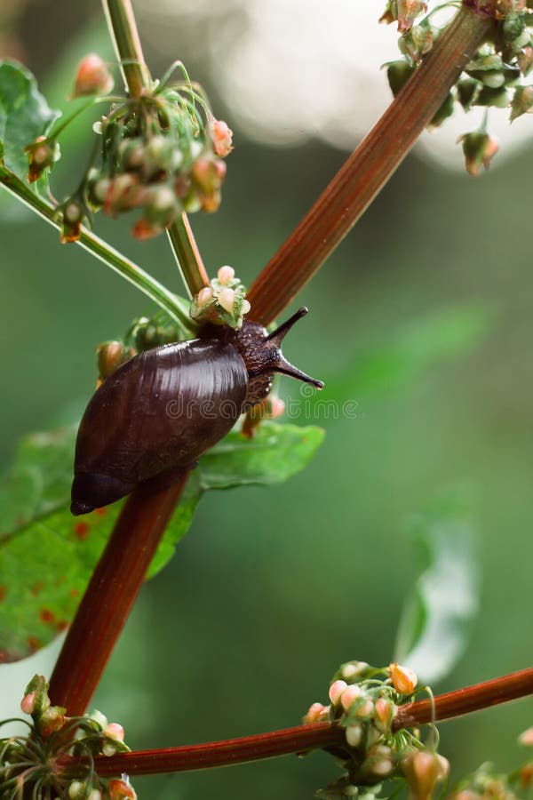 Escargot Sur Le Branchement Photo stock - Image du insecte, brun: 111727856