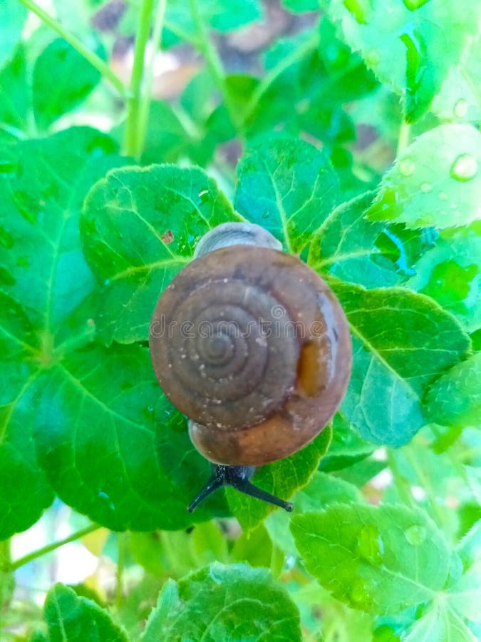 Escargot sur plante image stock. Image du nature, texture - 163802423