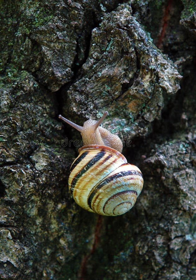 Escargot Sur L'arbre Dans Le Jardin Escargot Glissant Sur La Texture En ...