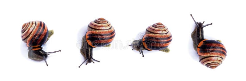 Escargots image stock. Image du nature, fermer, parasite - 10639949