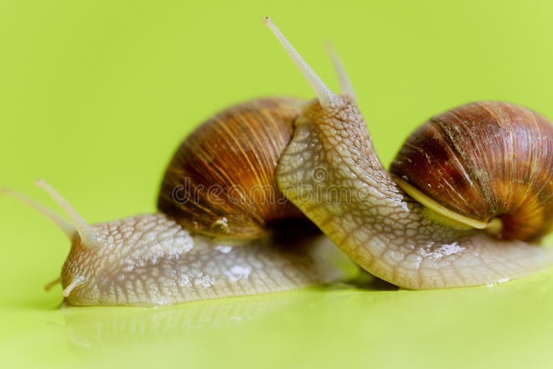 Escargots image stock. Image du lumineux, avantage, parasite - 54070769