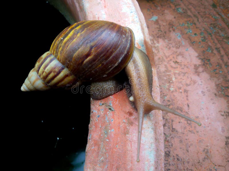 Escargots image stock. Image du rampements, lenteur, coque - 58657311