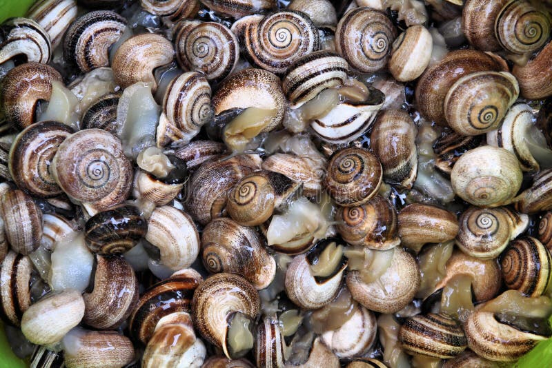 Escargots comestibles image stock. Image du stalle, espagne - 17109641