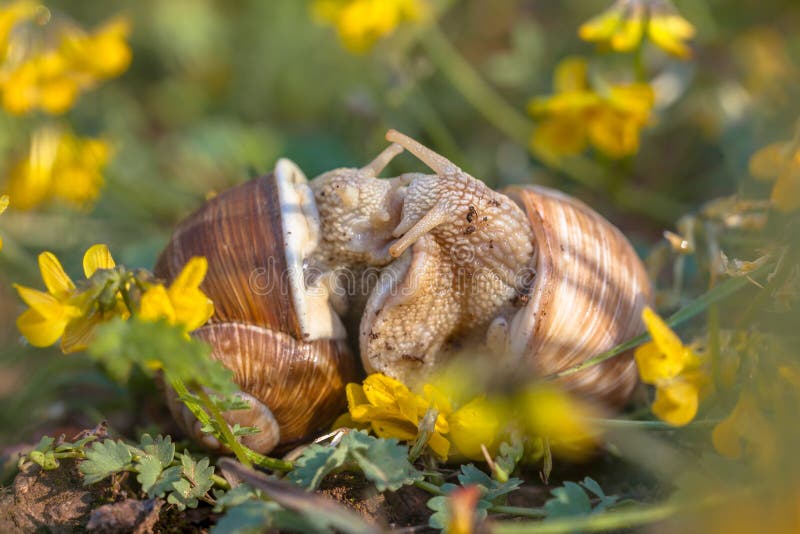 Accouplement De Pomatia D'helice Photo stock - Image du escargot ...