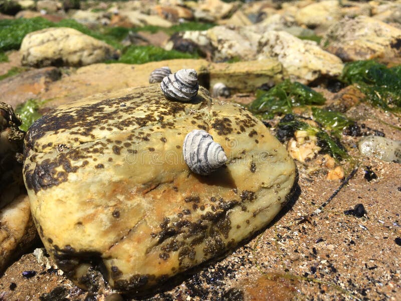 Escargots de mer image stock. Image du quahog, mollusque - 15523789