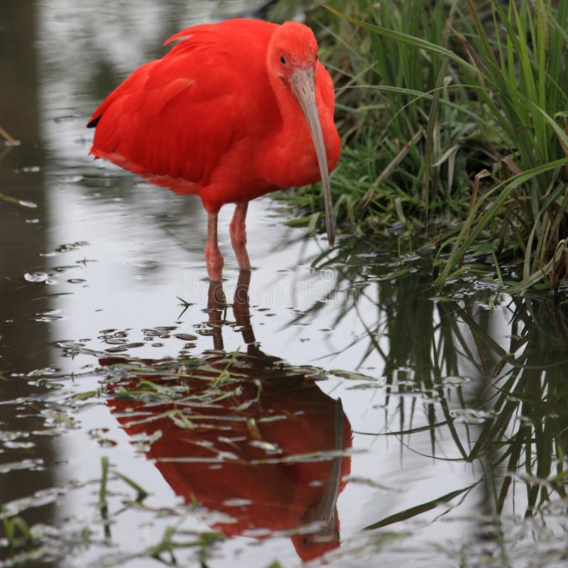 Eudocimus Ruber - Escarlata Ibis Imagen de archivo - Imagen de imagen ...