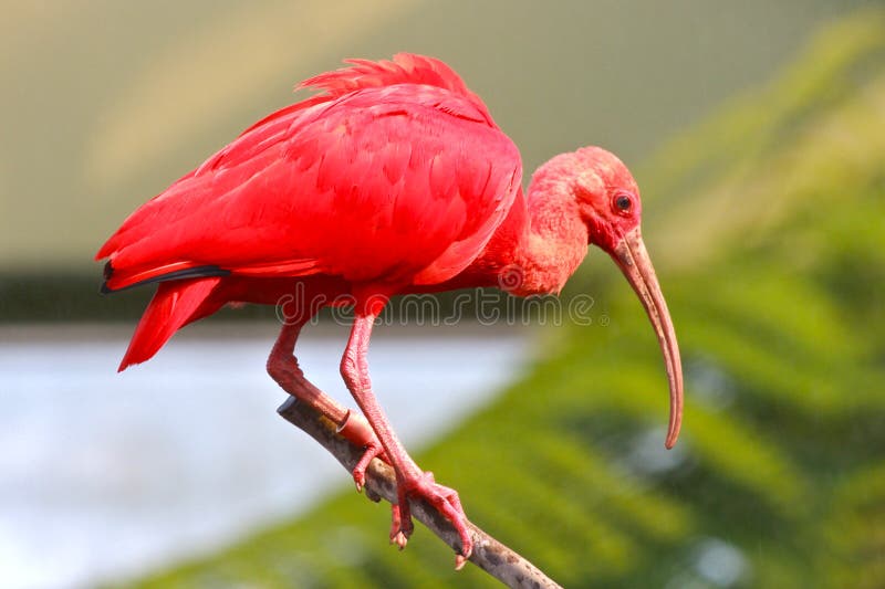 Escarlata Ibis, Ruber De Eudocimus, Pájaro Rojo Exótico, Hábitat De La ...