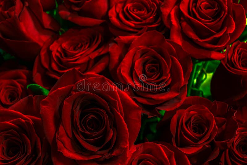 Escarlate Do Querido Cor-de-rosa E O Champanhe Imagem de Stock - Imagem ...