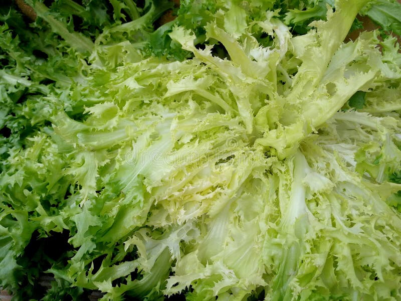 Escarola verde fresca imagen de archivo. Imagen de fresco - 101644507