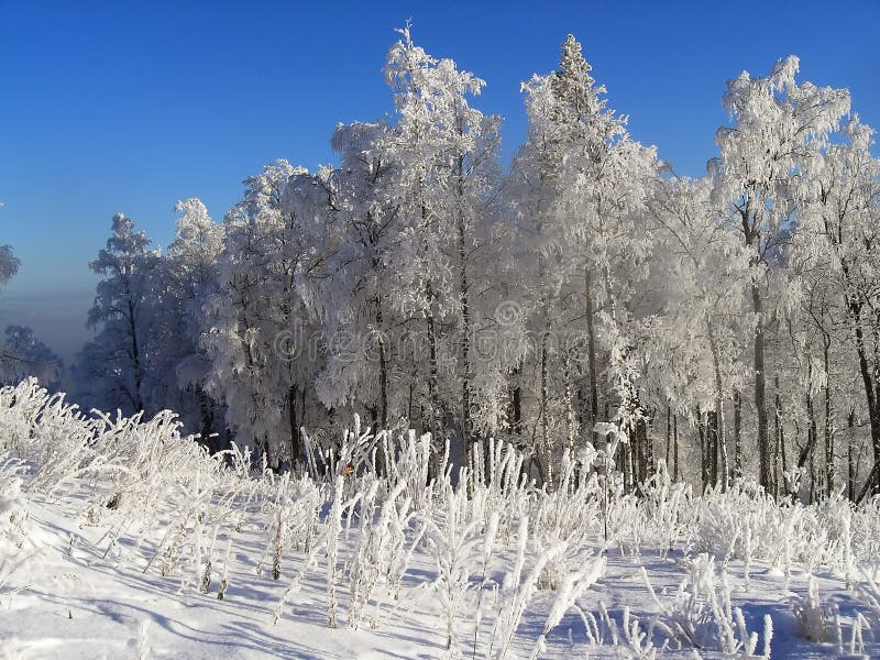 Árboles Helados De Invierno Y Terreno Cubierto De Nieve, Plantas ...