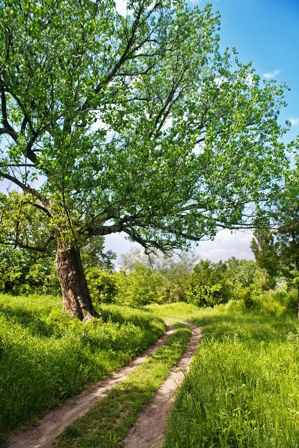 Escena hermosa del campo imagen de archivo. Imagen de campo - 9946503