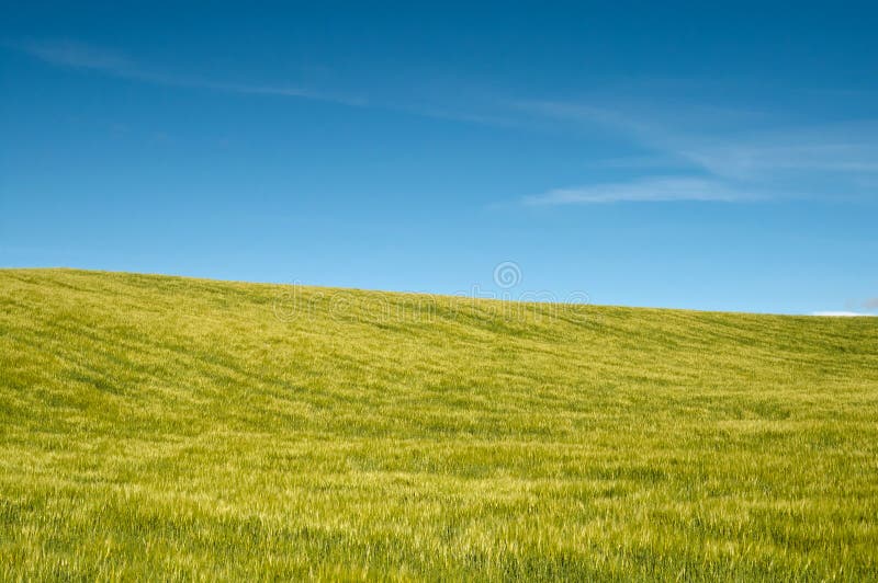 Escena verde del pasto foto de archivo. Imagen de campo - 36249922